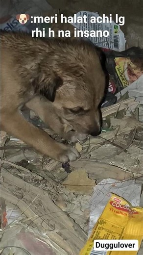 #bechare dogs kude mein kha rhe 😭😭 #trending #streetdog #viral #duggulover