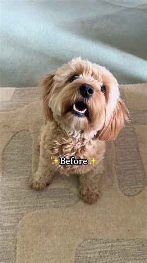 Cockapoo Haircut Transformation: Before and After