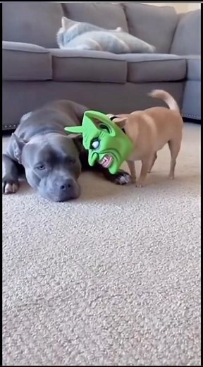 Funny dog moments reveal the silliest tricks you won't believe