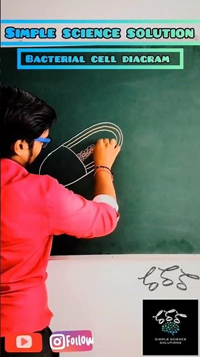 Bacterial cell diagram