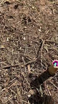 Original maniax vs exploder maniax 🧨