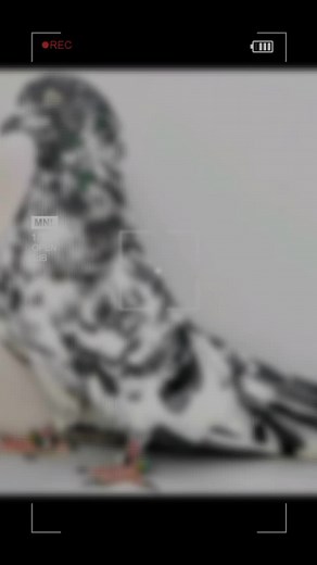 Pigeons in Action: Colorful Birds Flying and Walking