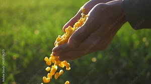 corn seed in farmer hands, agriculture. farmer holding maize harvest, green background. cereal plant grown for its grain, maixe field, corn harvest, Agriculture corn farm harvest. Golden corn growing