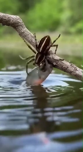🕷️ Fishing Spider Catches Its Prey! 🐟 Balancing on a branch above the water, this fearless fishing spider dives in to snatch its meal! With lightning speed and perfect aim, it pulls the fish straight out of the water — nature’s real hunter at work. ⚡🌊 #FishingSpider #SpiderHunt #WildlifeBattle #CreepyCrew #NatureShowdown #PredatorVsPrey #WildEncounters #NatureInAction #InsectWars #SurvivalOfTheFittest | Insect Insider