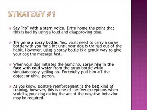 How to Stop Your Dog From Humping