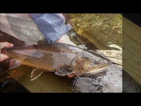 Fish sampling training video