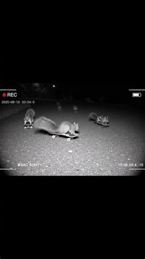 Squirrels Skateboarding on Street at Night | CCTV Captures Incredible Trick Shots 🛹