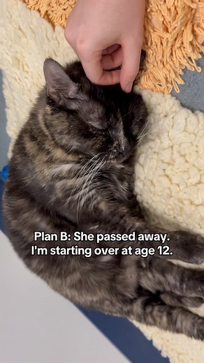 7.1K views · 7.6K reactions | Tallulah is heartbroken. After 12 years together, her person passed away. Now, she's looking for another loving family to share her life with 李 Tallulah loves naps, being brushed, chin scratches, and sometimes- chasing toys! Meet Tallulah at Peggy Adams Animal Rescue League #seniorcat #rescuecat | Peggy Adams Animal Rescue League | Facebook