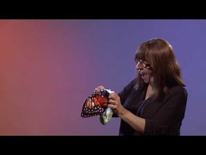 Folkmanis® Monarch Life Cycle Puppet Demo