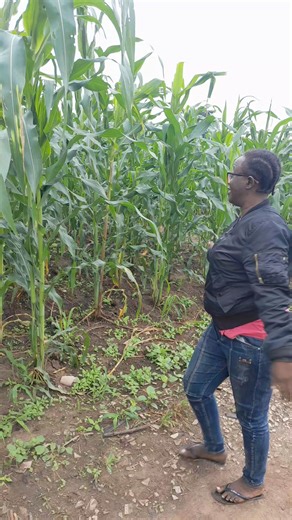 10K views · 30 reactions | My farm maize is extremely good Even far...