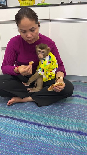 15K views · 393 reactions | So Cute Baby Tauch Screaming Reaction To Stranger #monkey #babymonkey #monkeypet | Monkey Harry's Family | Facebook
