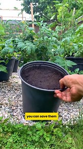 1K views · 13K reactions | Budget friendly tips to potup tomatoes #gardening #garden #gardeningtips #gardenlife #gardeninspiration #gardenideas #gardenlove #gardendesign #gardenersofinstagram #gardenersworld #garden_styles #gardenphotography #gardenlovers #gardenerslife #gardenart #gardenbeauty #gardensofinstagram #gardenplants #gardenviews #gardenersparadise #gardenista #gardeningcommunity #gardenloversclub #gardenaddict #gardeners #gardenerslife | Garden Tips & Tricks | Facebook