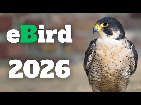 Take Full Advantage of eBird in 2026 (Full tutorial)