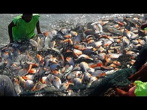 PACU FISH/RUPCHANDA FISH HARVESTING