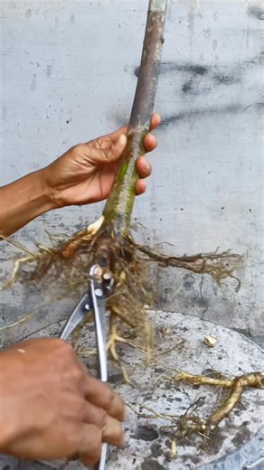 Ini akibat waktu ngeground tidak di kasi tatakan 🫣 #wrightiareligiosa #bonsaitree | Karimun Java