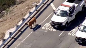 En Californie, une vache se lance dans une folle escapade sur l’autoroute