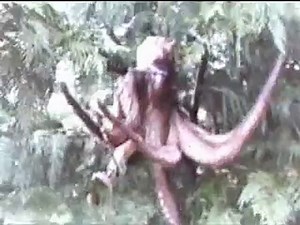 Tree Octopus Caught On Tape!