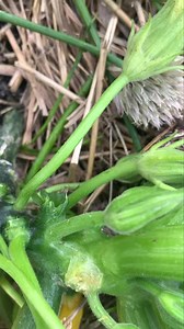 You know how you inspect your squash plants from every angle to make sure you pick off every single squash vine borer moth egg? Check again. She’s getting pretty sneaky. | How Does Your Garden Grow?