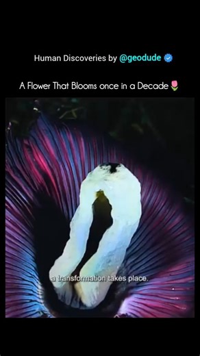 Animal Documentary & Science Concepts on Instagram: "🌺 Titan Arum (Amorphophallus titanum) The titan arum is one of the largest and smelliest flowers on Earth. It’s famous for its giant size and its terrible smell, which is often compared to rotting flesh. ⭐ Why it’s special 🌋 One of the world’s largest flowers — it can grow over 3 meters (10 ft) tall. 💀 Smells like a dead animal to attract flies and beetles that normally feed on carrion. 🔥 Emits heat during bloom to spread its odor more eff