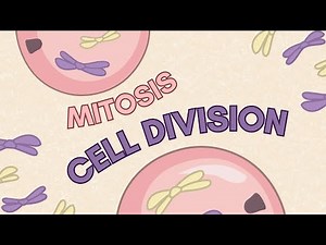 Mitosis Explained: The Amazing Process of Cell Division