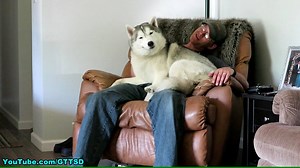 143K views · 14K reactions | What makes this dog Smile? | Gone to the Snow Dogs | Facebook