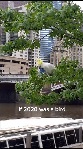 if 2020 was a bird #australia #australianbirds #australianbird #cockatoo #cockatoosoftiktok #sulfurcrestedcookatoo #2020