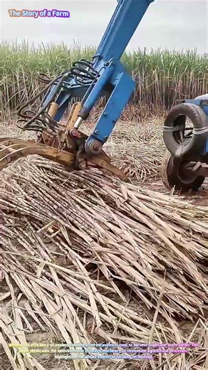 Harvesting Sugarcane with an Excavator: A Modern Farming Technique 🌾🌾