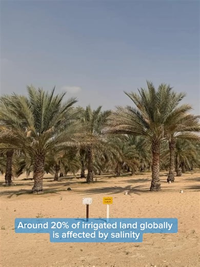 Growing healthy food in the desert? 🌱 Watch the video to see solutions to a challenge intensifying worldwide. Around 20% of irrigated land is affected by salinity, and #ClimateChange is making it worse, putting global #FoodSecurity at risk. #UNIDO Director General Gerd Müller visited the International Center for Biosaline Agriculture - ICBA in the #UAE, which develops salt-tolerant crops, resilient forage systems, and innovative farming practices using saline and marginal water. The visit explo