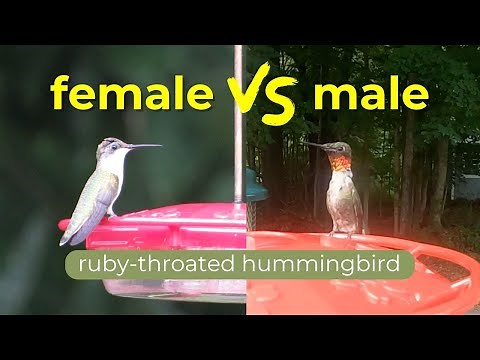Female vs male ruby-throated hummingbirds: main differences