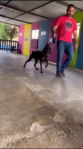 Basic and advanced obedience training at Mario’s-K9. | MARIO's K9 dog training center