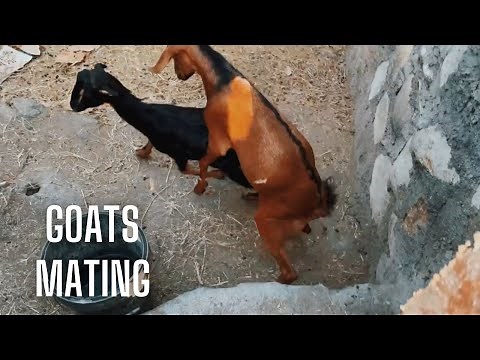 Goats mating☺️goatslife | Goats sounds | animals life