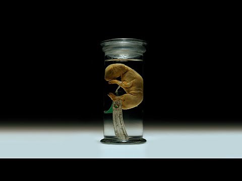 The Australian scientist who's bringing back the Tasmanian Tiger from extinction...