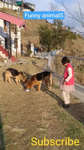 funny sceneS 😅, comedy😂🤣 @well_wisher_ft #funny #youtubeshorts #comedy #animals