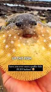 This Puffer Fished PUFFED 😂 🎥 (Geovane Dias Da Silva via ViralHog) #pufferfish #fish #fishvideos #funnyvideos #funny | Brennan Rogers