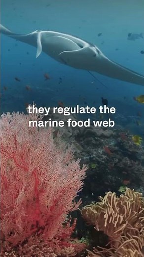 Cites Apendix I - Part 1 #cites #science #conservation #ocean #planet #oneoceandiving #sharks #1