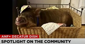 Decatur Dish Episode 4: Elections, Kirkwood’s favorite pet pig and more