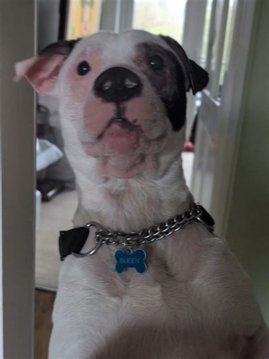 Buddy has a lot to say today🙈🐶 #fyp #dog #staffy #Lab #treat