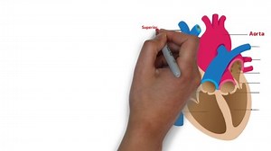 Functions Heart Video Footage Footage Stock Footage Video (100% Royalty-free) 1035001607 | Shutterstock