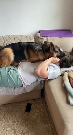 Cuddle pudde, or struggle snuggle? 😅😅 #germanshepherd #gsdpuppy #dogsoftiktok #doglove #cuddlepuddle #snugglestruggle