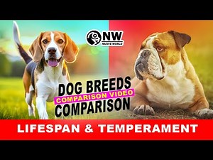 Most Popular Dog Breeds | Lifespan & Temperament Comparison 🐶
