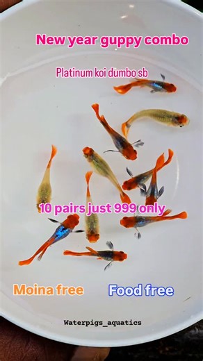 ANEESH.A.N on Instagram: "New year guppy combo 10 strains 10 pairs . . . . . . . . . . . . #trendingnow #view #guppy #trendingreels #viralvideos"