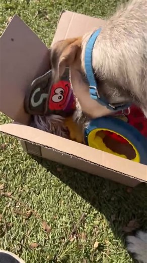 ✨ Training Tip Tuesday ✨ Not every dog loves every enrichment activity—and that’s a good thing. 🐾 One of the biggest training mistakes we see is assuming enrichment has to be complex to be effective. In reality, the best enrichment is the kind your dog actually enjoys and can succeed at. 🐶 Buddy’s Tip for Today: Pay attention to what your dog doesn’t like—it’s just as important as what they do. Buddy isn’t a shredder and isn’t a fan of bags, but his nose? That’s his superpower. 👃 Because he h