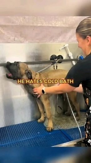 Corso Unleashed | Struggling To Potty Train Your Puppy? Our Complete Puppy Potty Training Bundle Is The Answer! 🔗 In Bio To Get Yours! 👆 . Video Source 📸 :... | Instagram