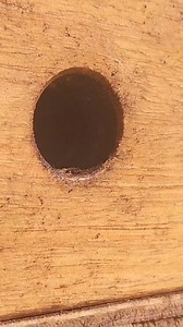 They go crazy 🤣🤣 Australian native stingless bee wax 🐝 . . . . . . . . . . . . . . #bee #native #awesome #viralreels #beesofinstagram #save #rescue #beautiful #love #sustainability | Urban Native Bees