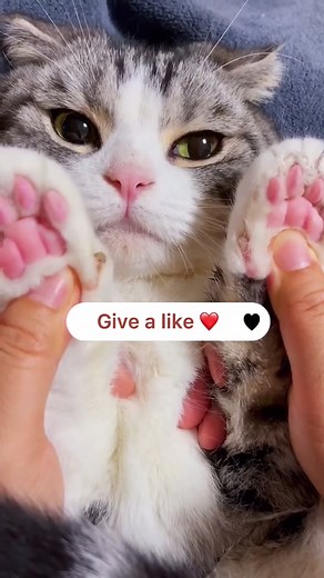 How to Draw Pinky Piggy: Cat Paw Cleaning Tutorial