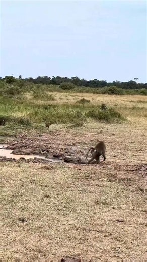 Wazo Safaris | In the wild heart of the Serengeti, danger doesn’t always come from the open plains. Sometimes, it rises silently from the water. This reel... | Instagram