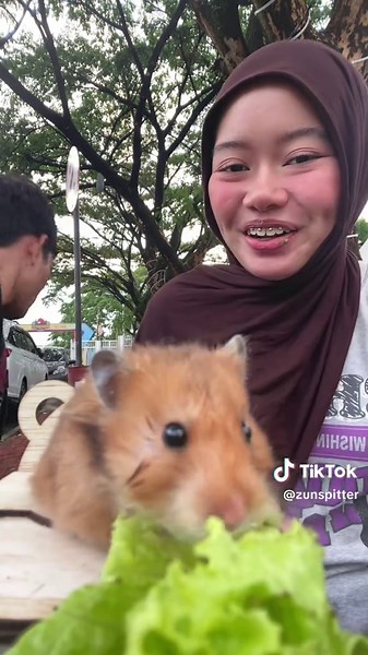 Kumpulan Video Sapi Lucu yang Menghibur