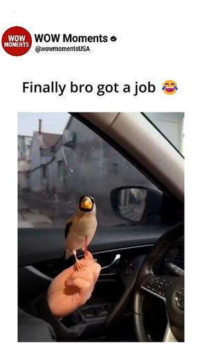 Finally bro got a job 😂