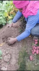 ‎03002000490 03002000883 03282000883 #zamindarfiles #favebookreels #santa #Depalpur #okarauniversity #sabzimandidepalpur Part 2‎ | Pakistani agriculture