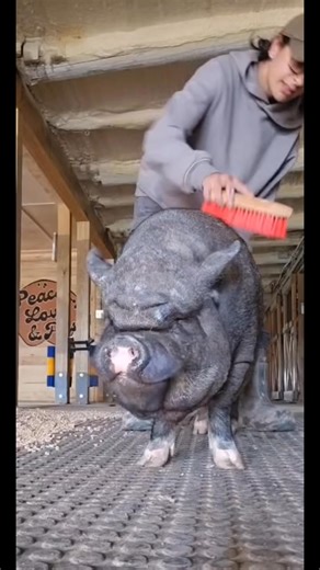 64K views · 3.5K reactions | Chance indulging in a spa day with Dani, his massage therapist.No gratuity, but she kept all her fingers - a definite plus#arthursacres #arthursacresanimalsanctuary #choosecompassion #compassioniscontagious #friendsnotfood #spayandneutersaveslives #bekind #smilepower | Arthur's Acres Animal Sanctuary | Facebook